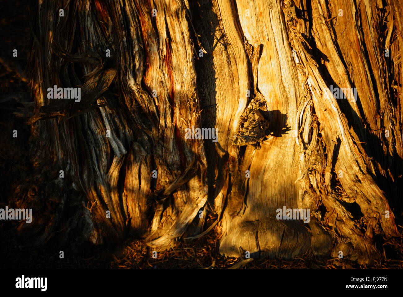 Juniper bark hi-res stock photography and images - Alamy