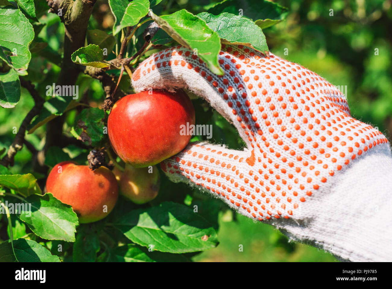 Hand picking an apple hi-res stock photography and images - Alamy