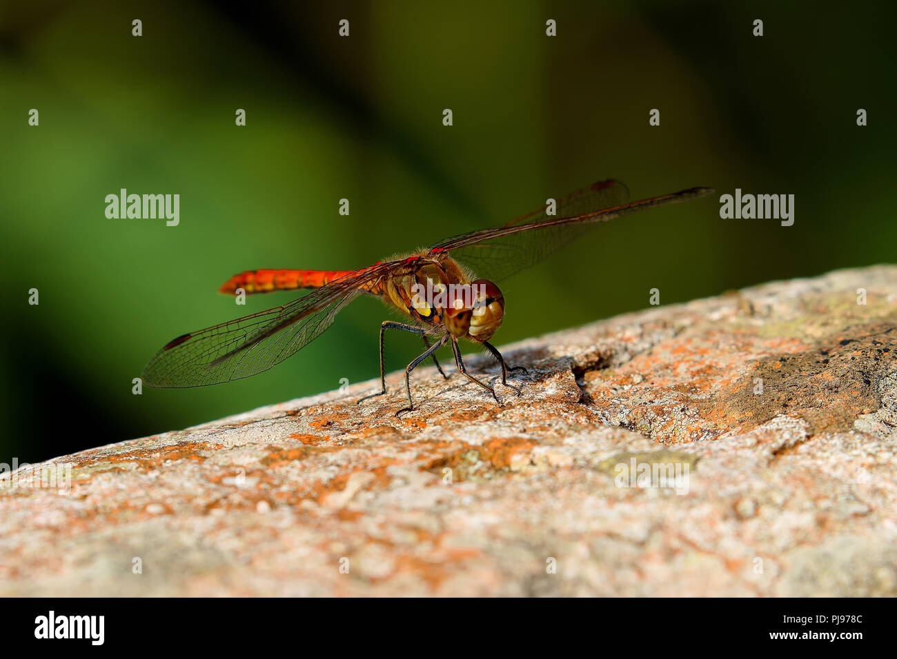 Native Darter Dragonfly at rest on wall Stock Photo - Alamy