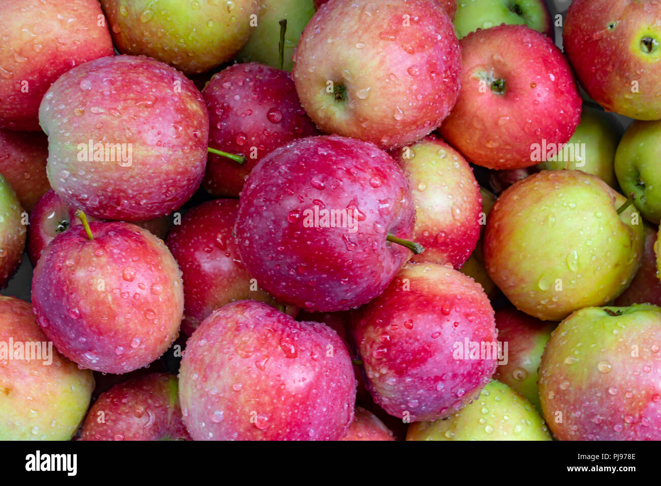 Red freshness fruit food harvest agriculture farming farm produce group ...