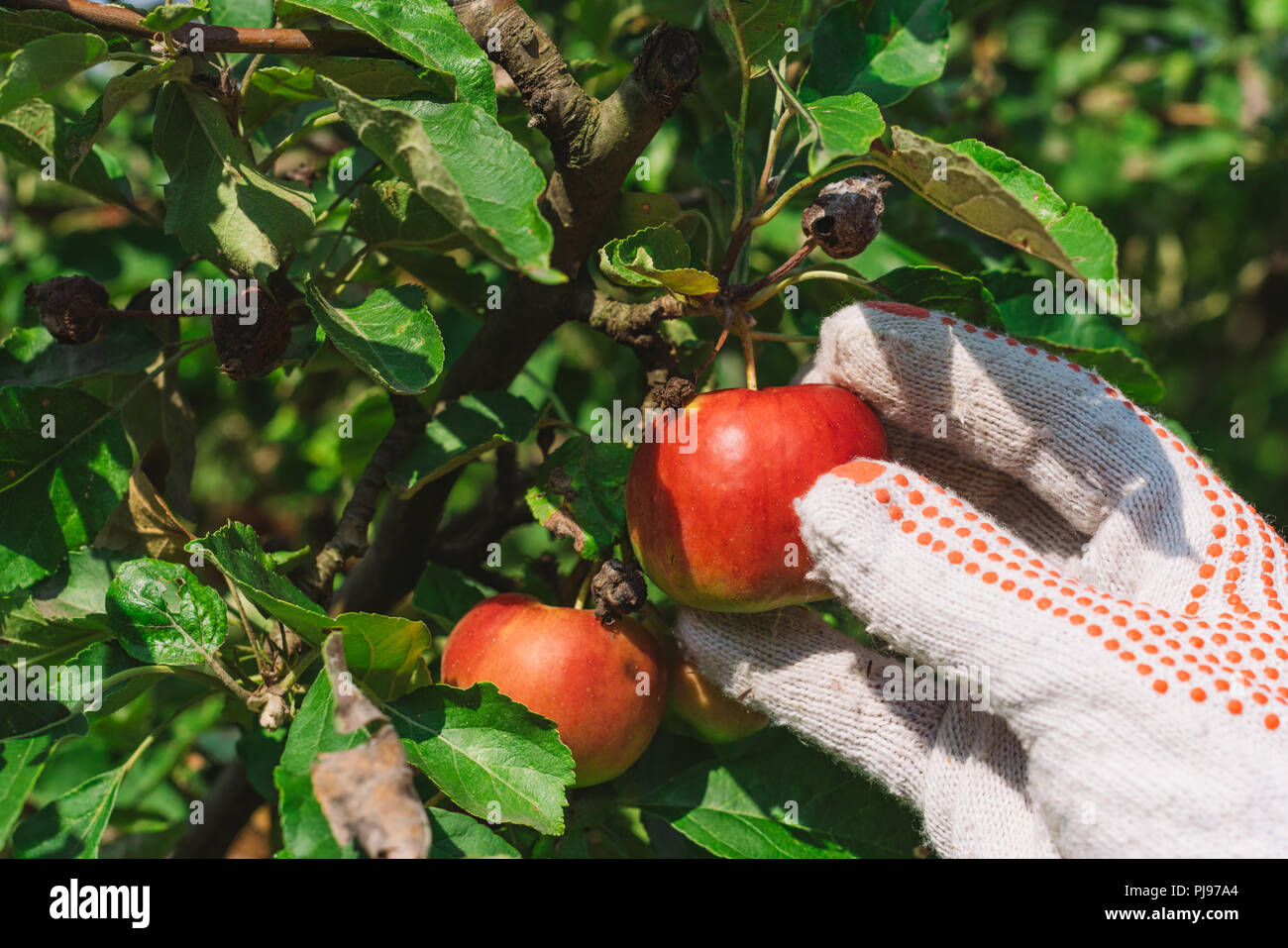 Hand picking apple fruit in organic orchard, close up Stock Photo - Alamy