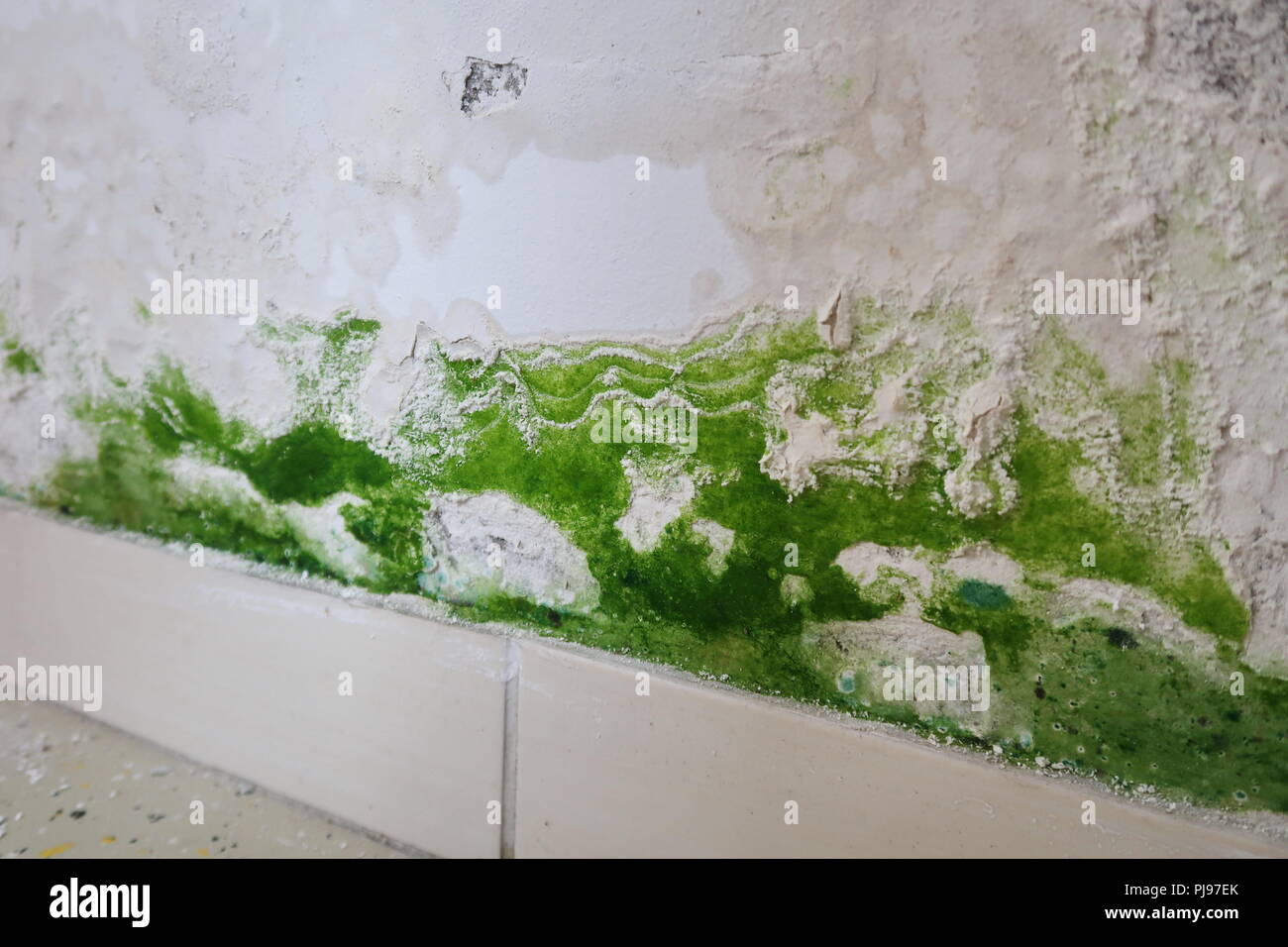 Mold on the wall Stock Photo - Alamy