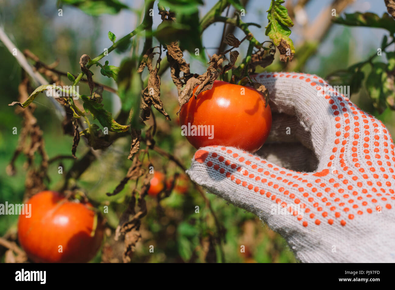 Tomato picking hi-res stock photography and images - Alamy