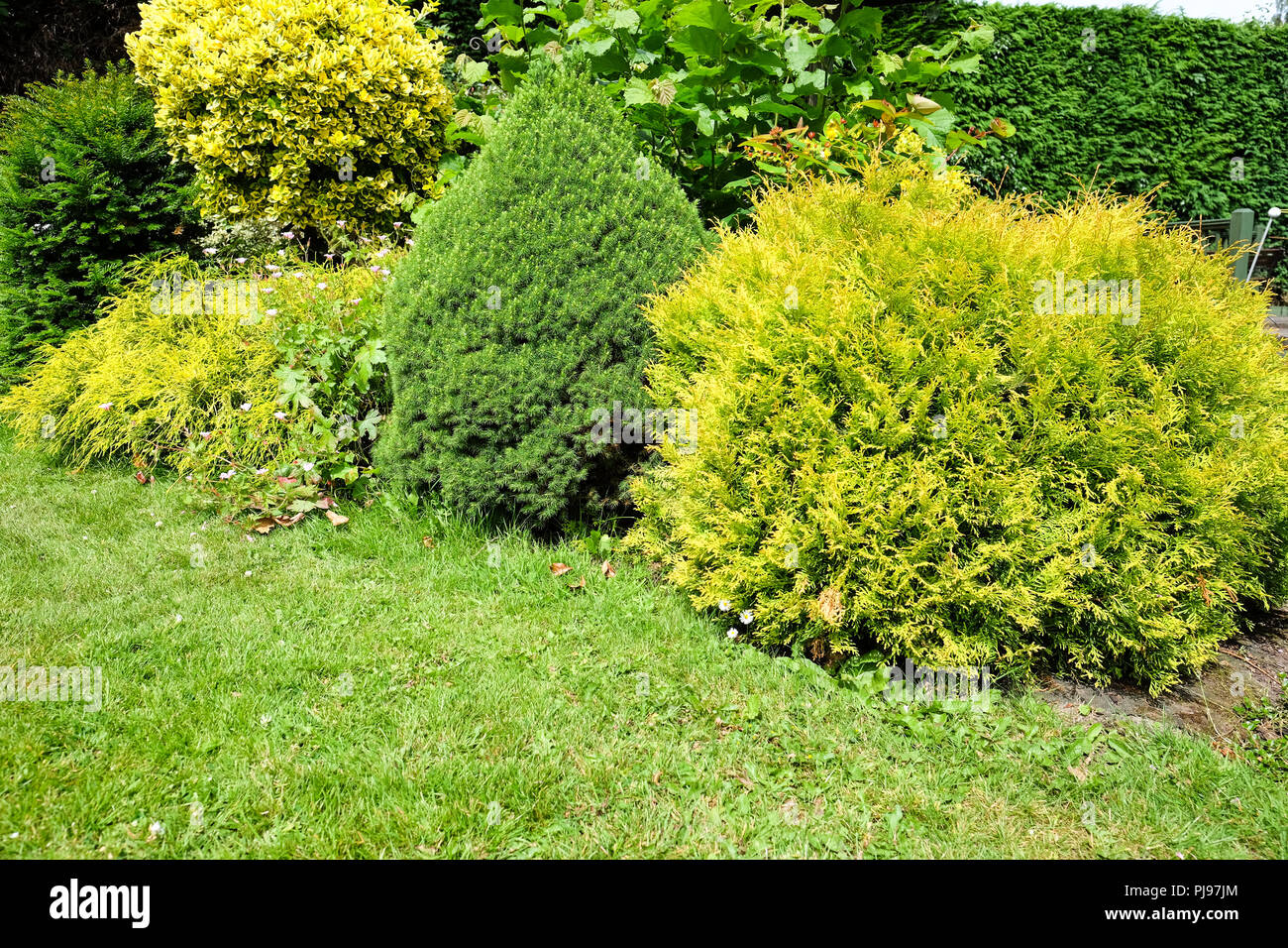 Conifers in a garden hi-res stock photography and images - Alamy