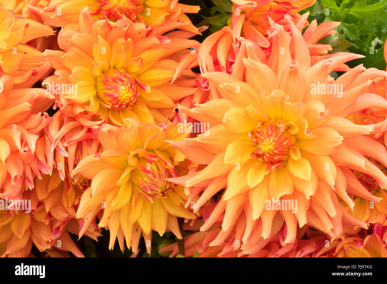 Jaden charles hi-res stock photography and images - Alamy