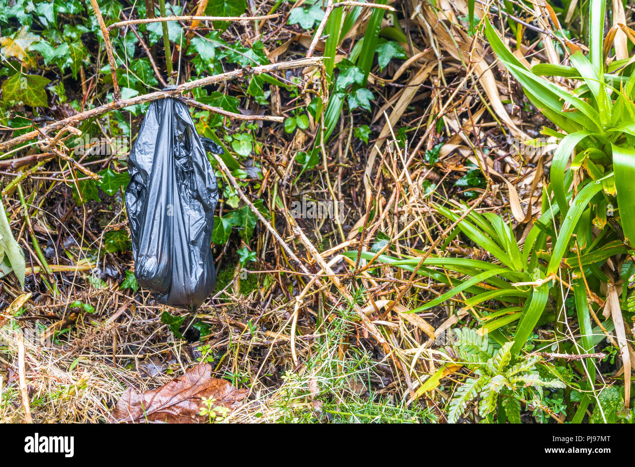Dog poo poop bag left hanging in a bush, with copyspace Stock Photo - Alamy