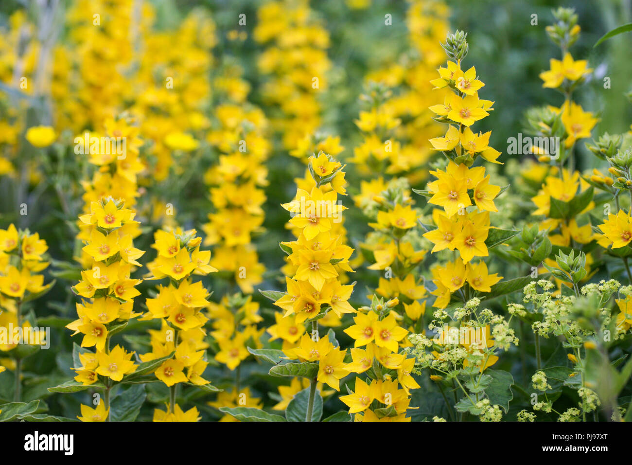 Yellow Loosestrife Stock Photos & Yellow Loosestrife Stock Images - Alamy