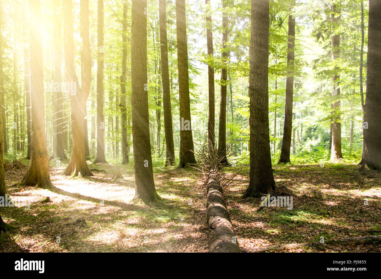 beautiful forest landscape in the morning Stock Photo - Alamy