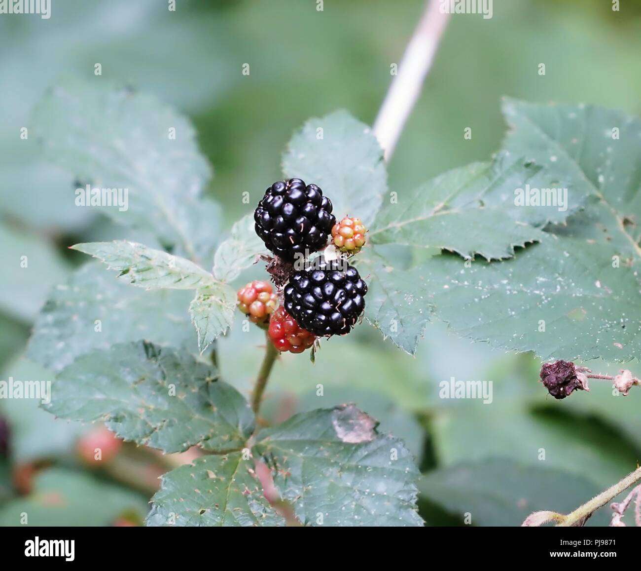 Blackberry hedge hi-res stock photography and images - Alamy