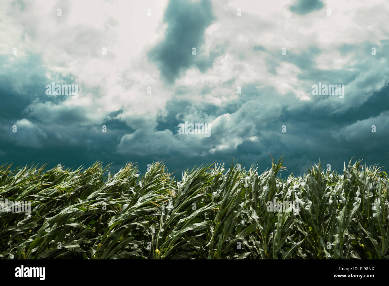 Storm in corn field, dark ominous clouds in background Stock Photo - Alamy
