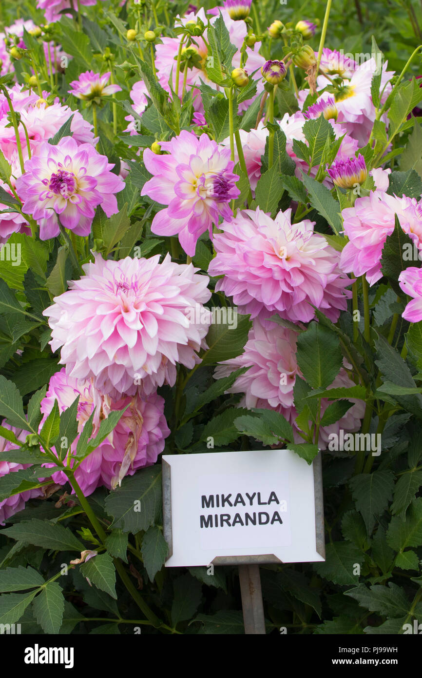 Mikayla Miranda dahlia, Swan Island Dahlias, Canby, Oregon Stock Photo ...