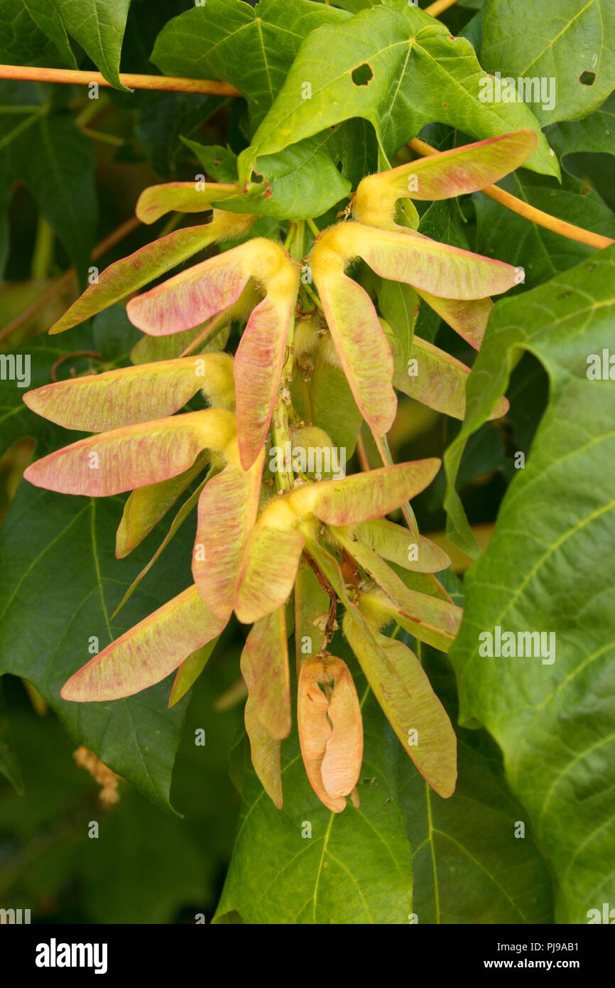 Maples seeds, Willamette Mission State Park, Oregon Stock Photo - Alamy