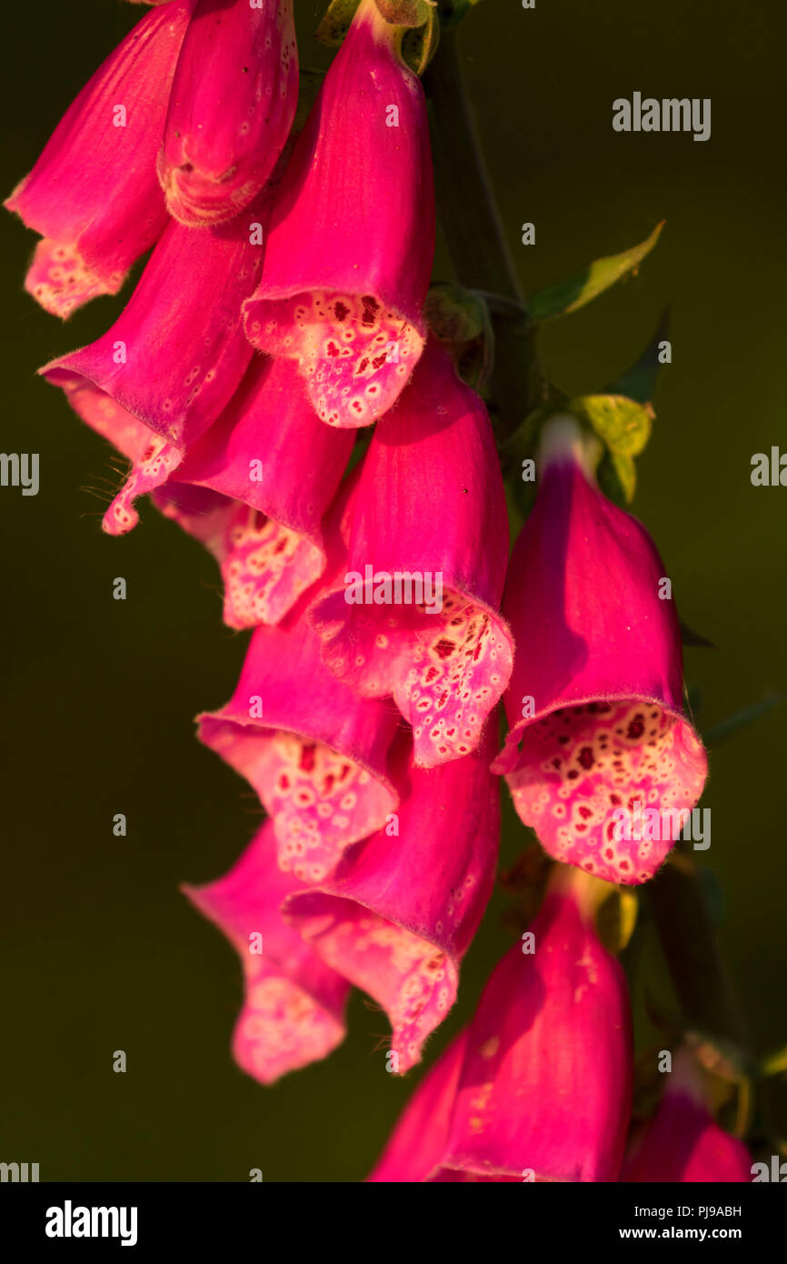 Foxglove flowers, Lyons City Park, Lyons, Oregon Stock Photo - Alamy