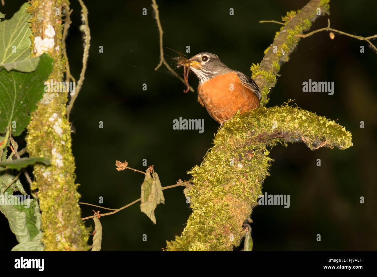 American robin, Keizer Rapids Park, Keizer, Oregon Stock Photo - Alamy