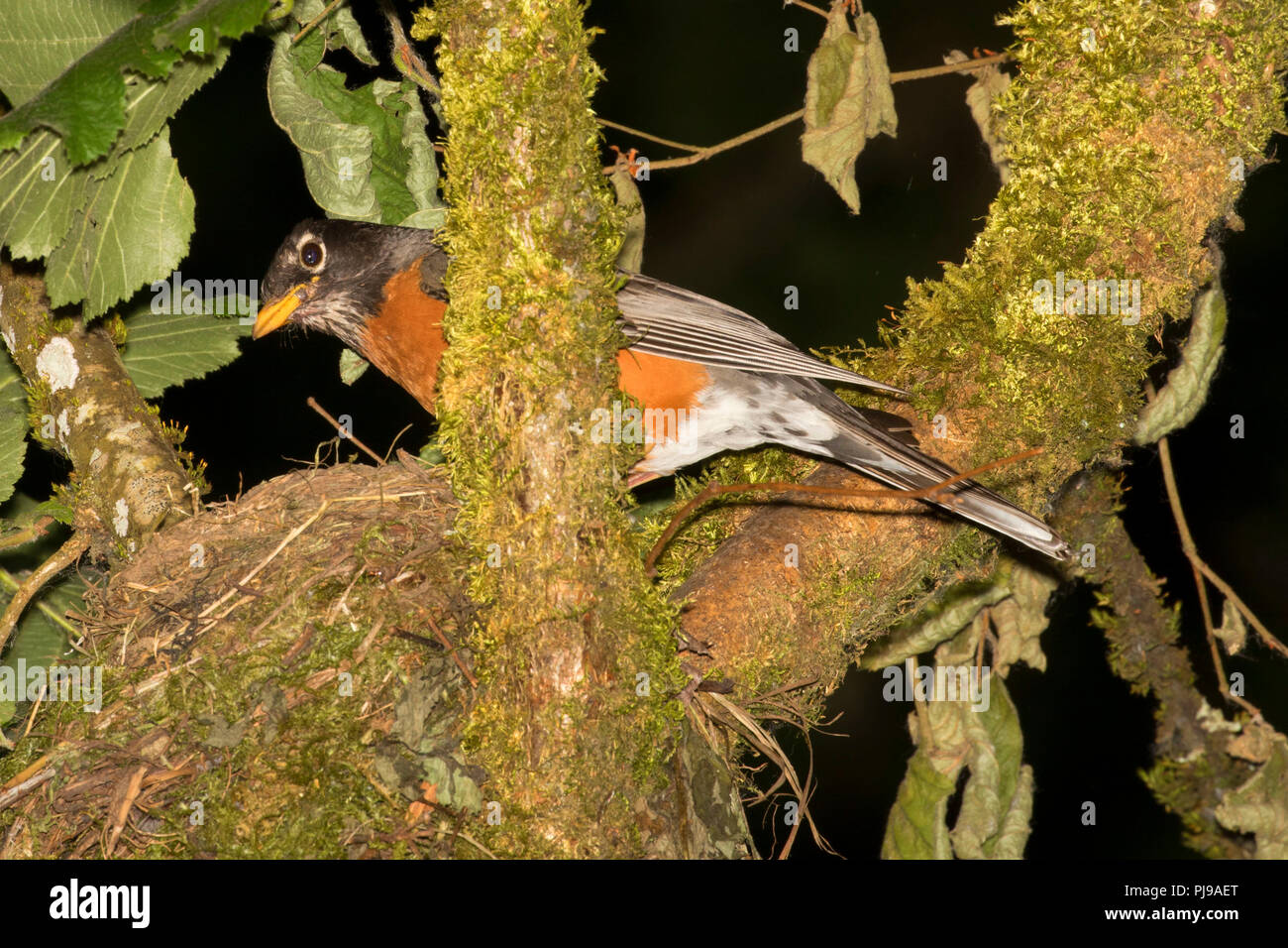 American robin at nest, Keizer Rapids Park, Keizer, Oregon Stock Photo ...