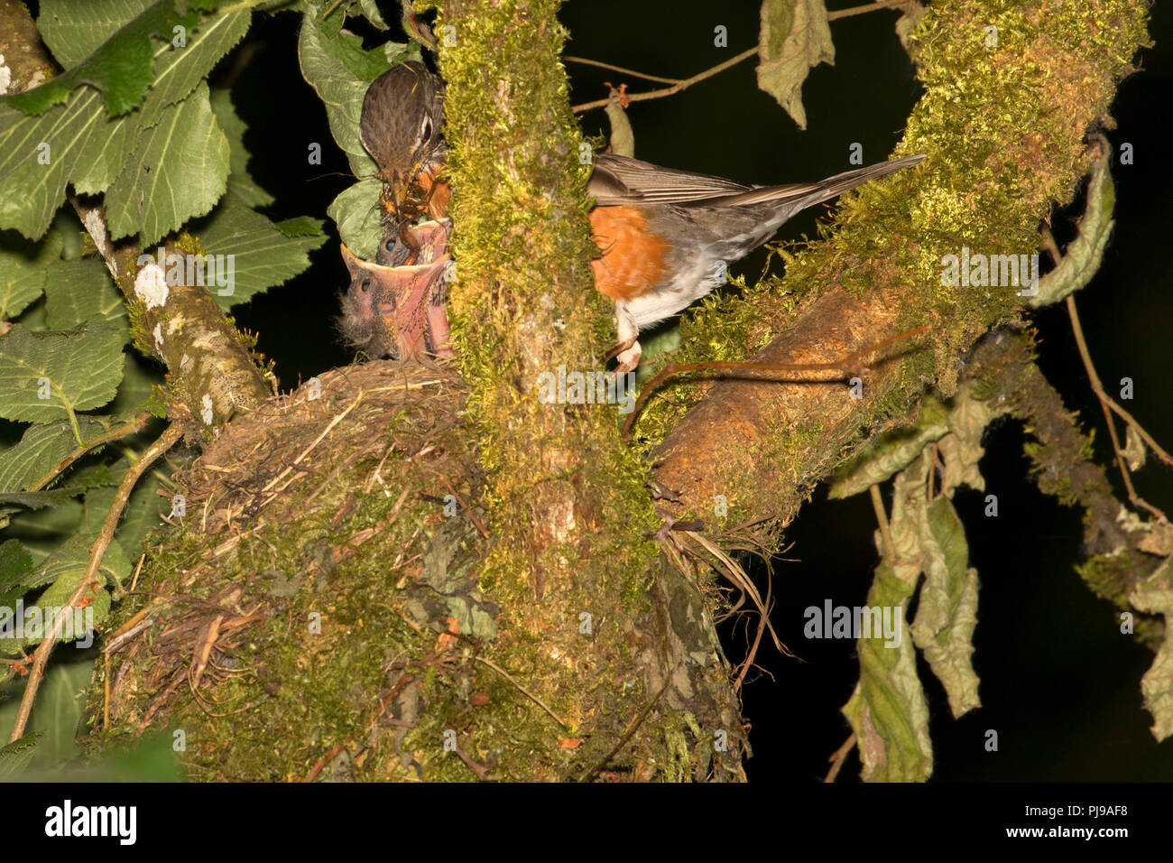 American robin at nest, Keizer Rapids Park, Keizer, Oregon Stock Photo ...