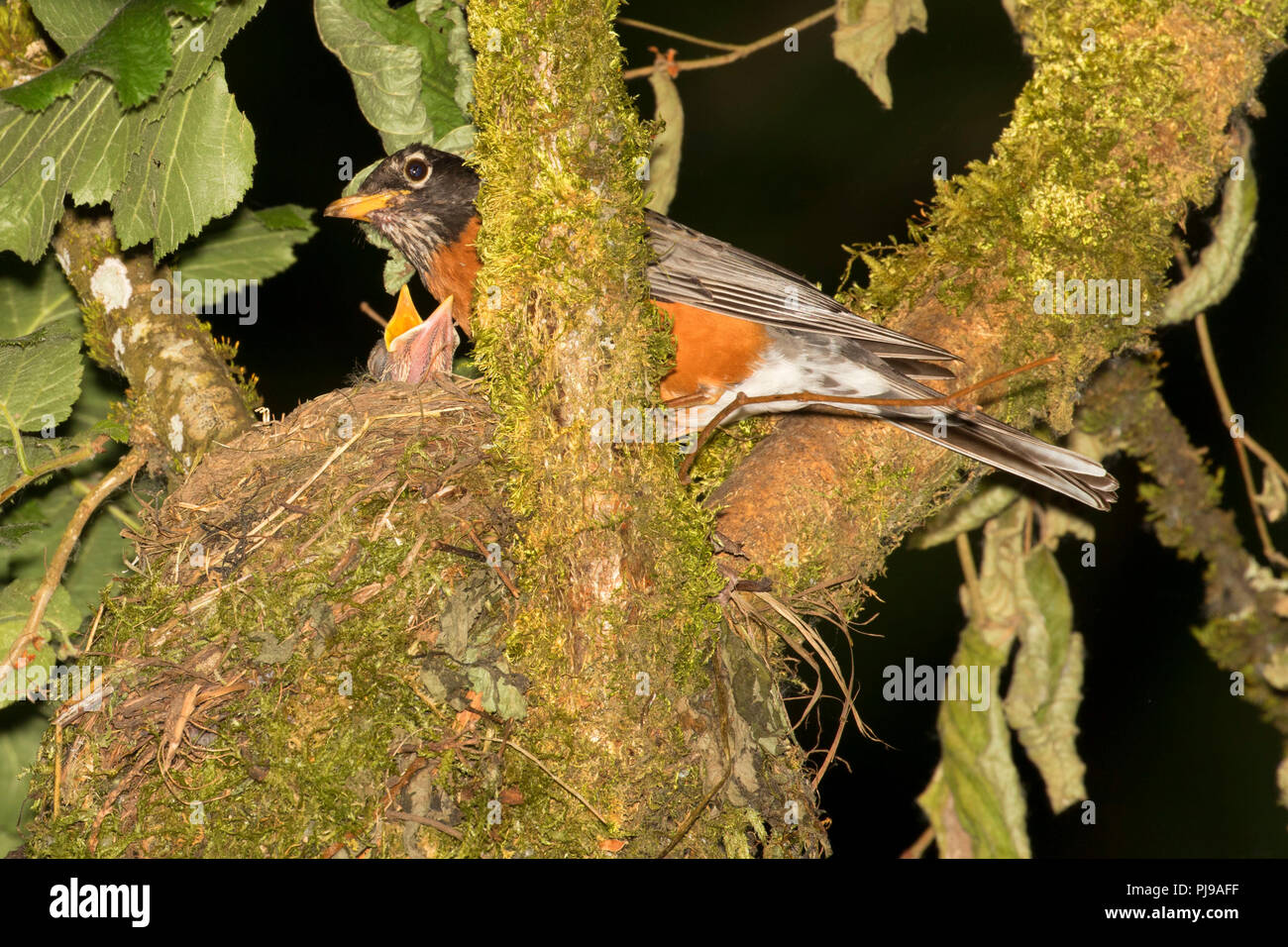 American robin at nest, Keizer Rapids Park, Keizer, Oregon Stock Photo ...