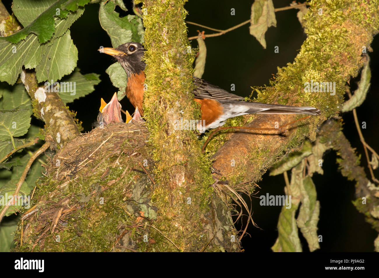 American robin at nest, Keizer Rapids Park, Keizer, Oregon Stock Photo ...