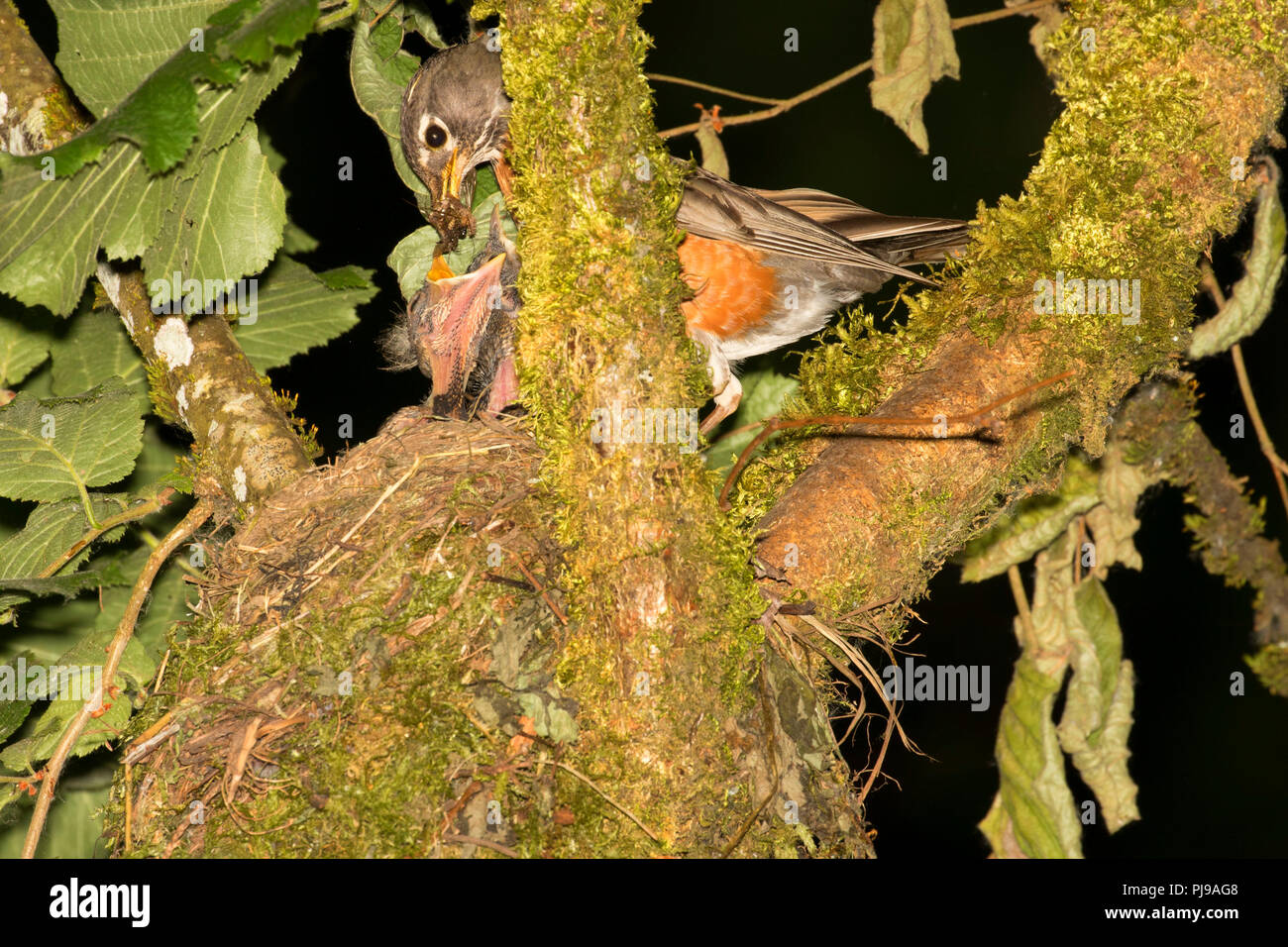 American robin at nest, Keizer Rapids Park, Keizer, Oregon Stock Photo ...