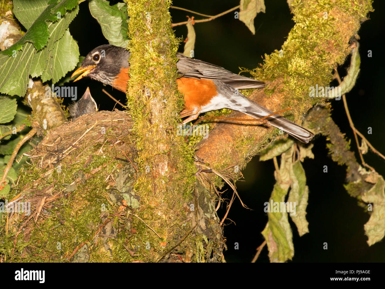 American robin at nest, Keizer Rapids Park, Keizer, Oregon Stock Photo ...