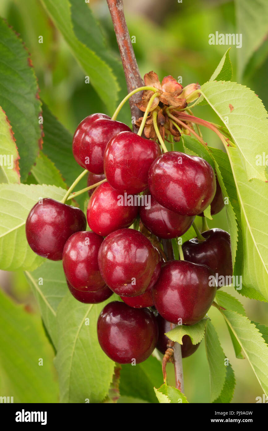 Benton cherries hi-res stock photography and images - Alamy