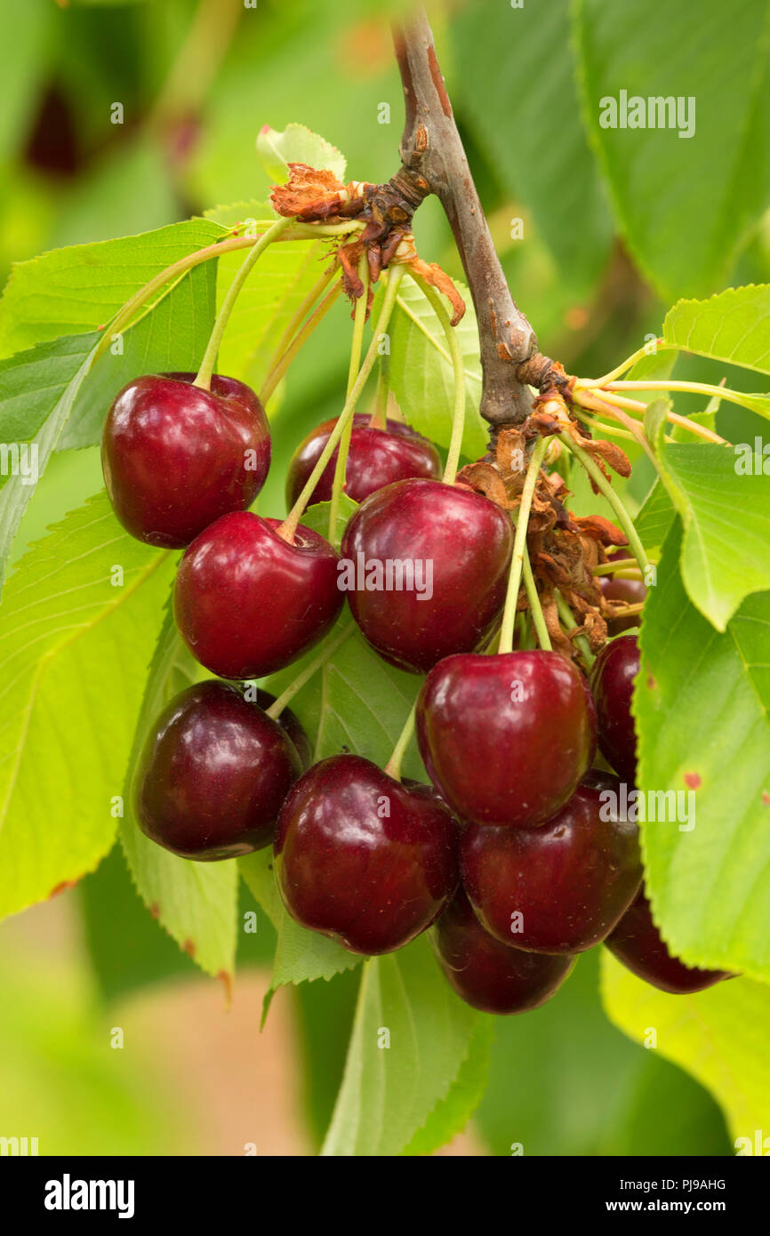 Valley of cherries hi-res stock photography and images - Alamy