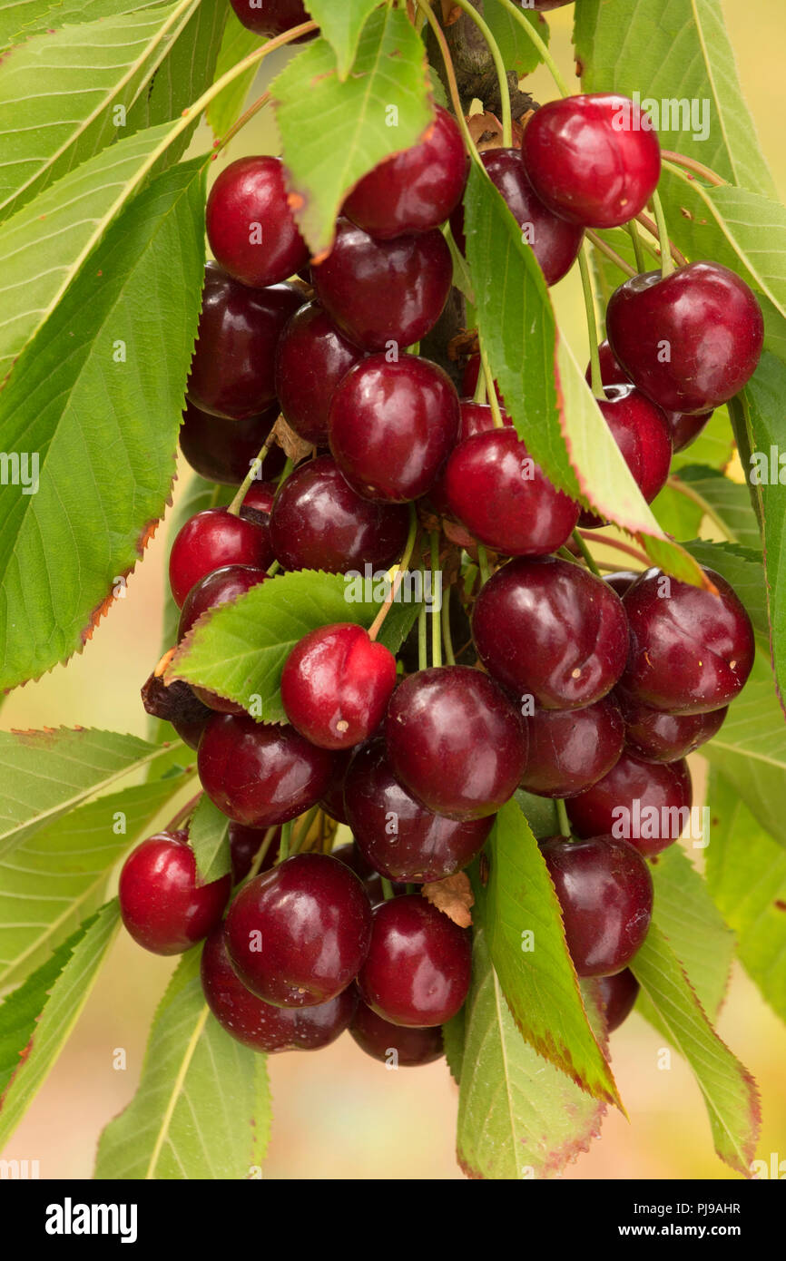 Benton cherries hi-res stock photography and images - Alamy