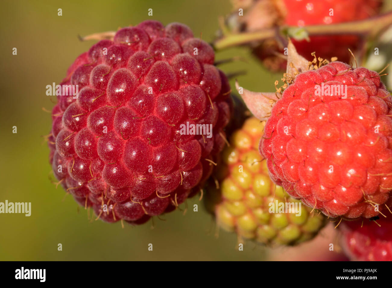 Raspberry, Marion County, Oregon Stock Photo - Alamy