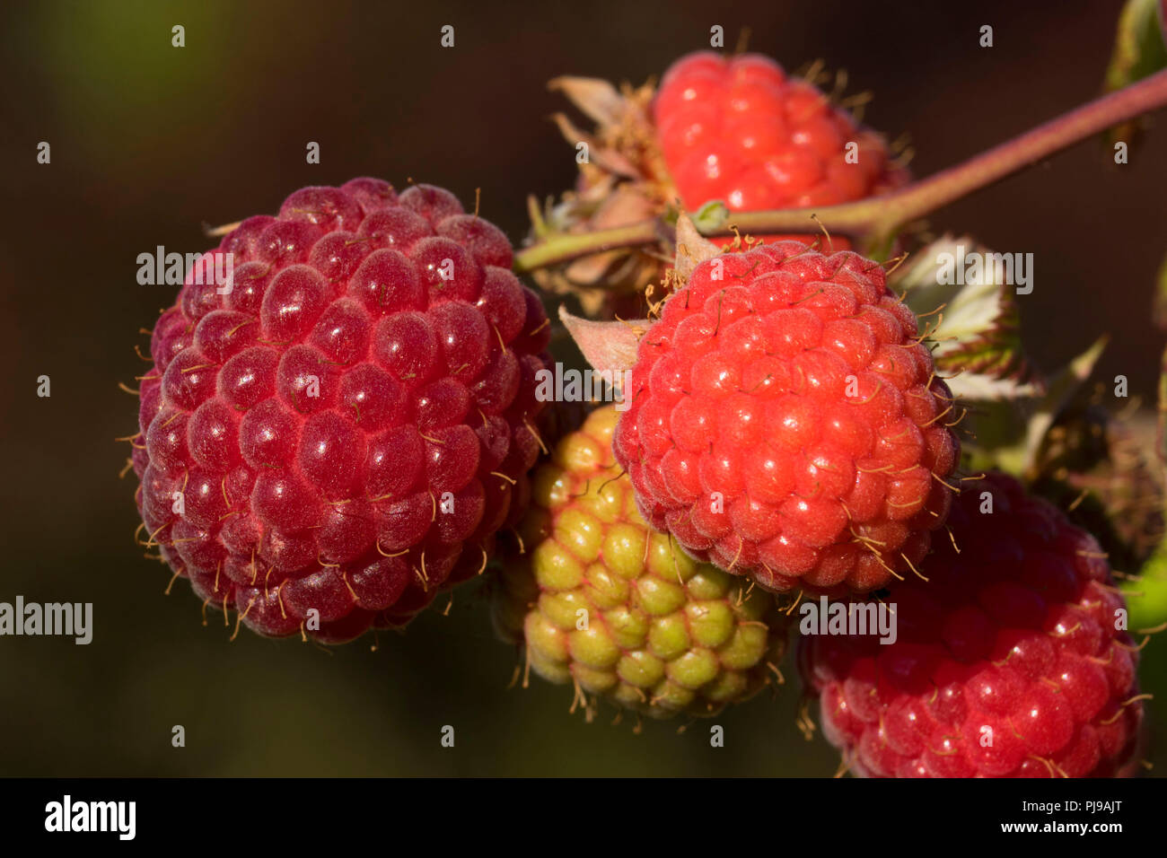 Raspberry orchard hi-res stock photography and images - Alamy