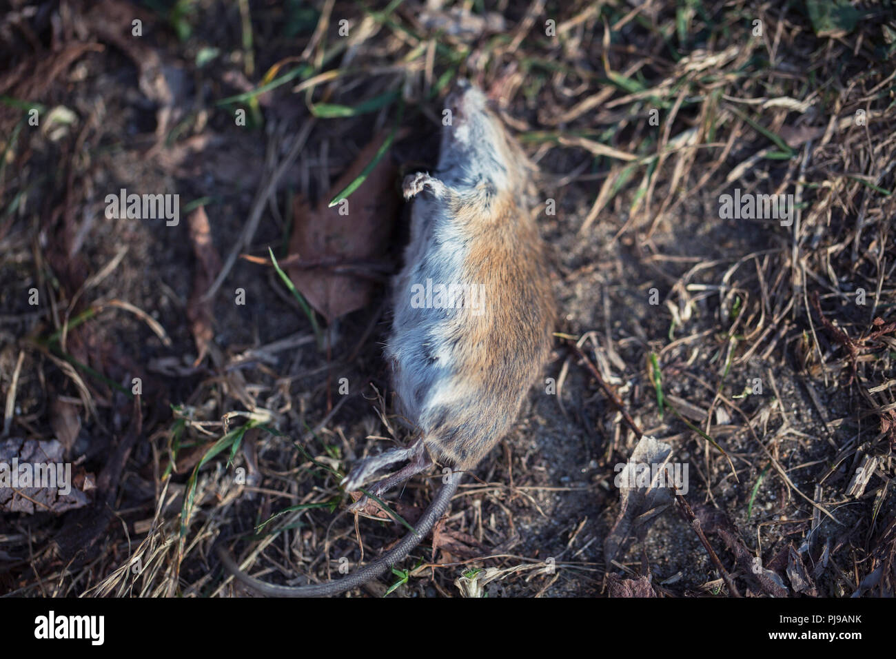 Dead mouse on grass hi-res stock photography and images - Alamy