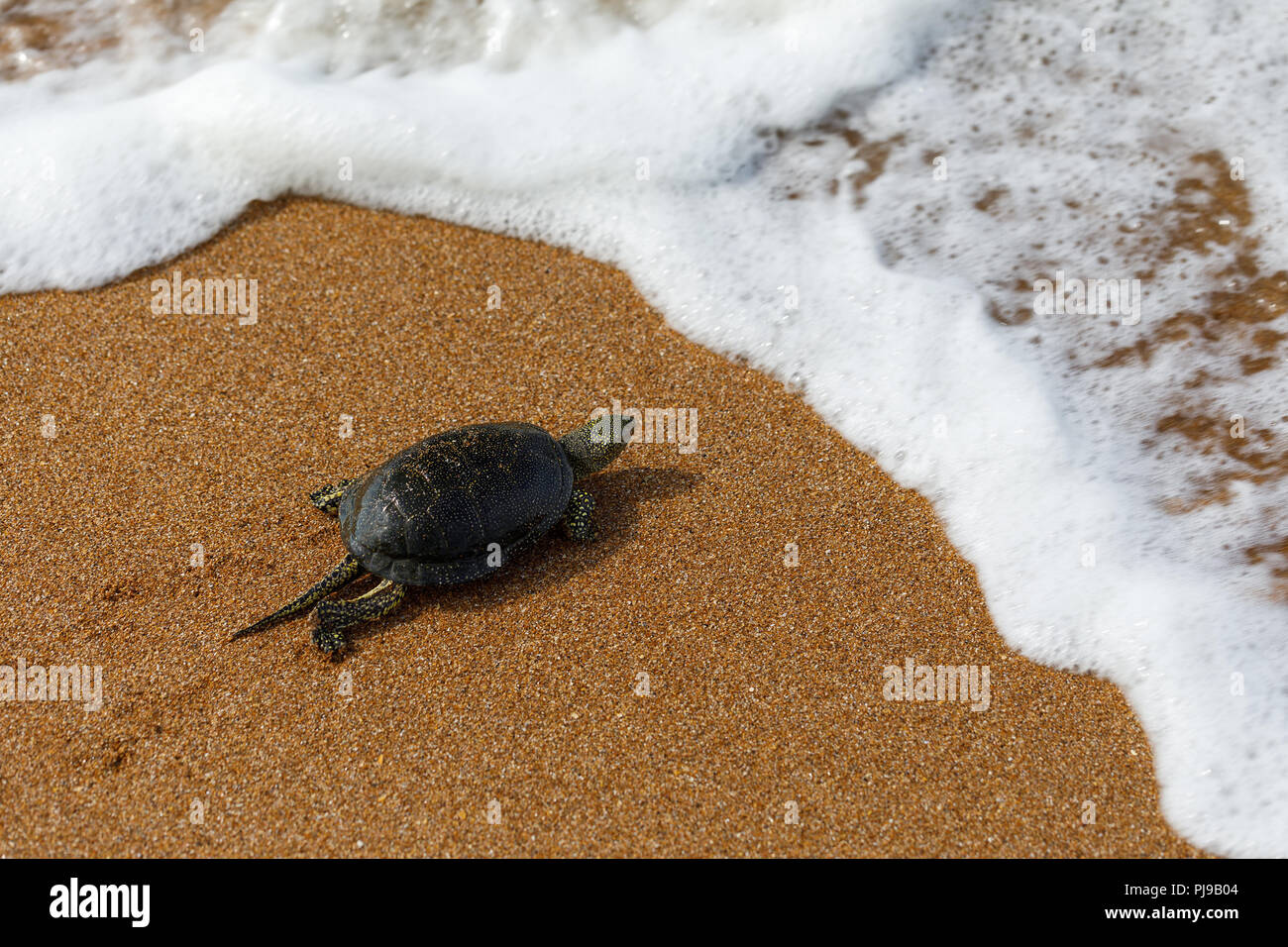 Baby sea turtles crawling to water hi-res stock photography and images ...