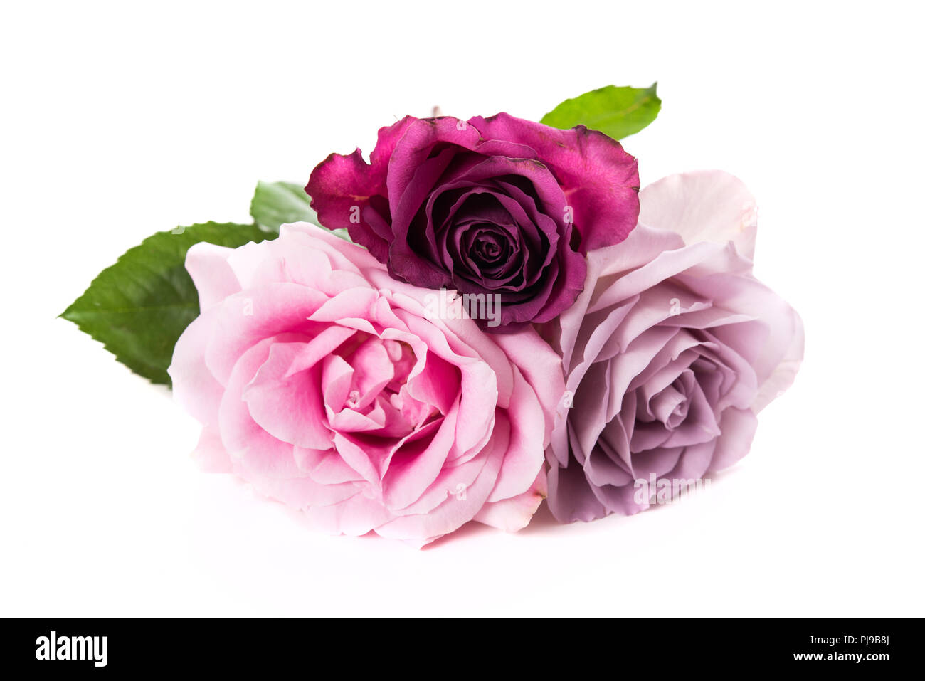Pink and purple roses isolated on white background, three flowers ...