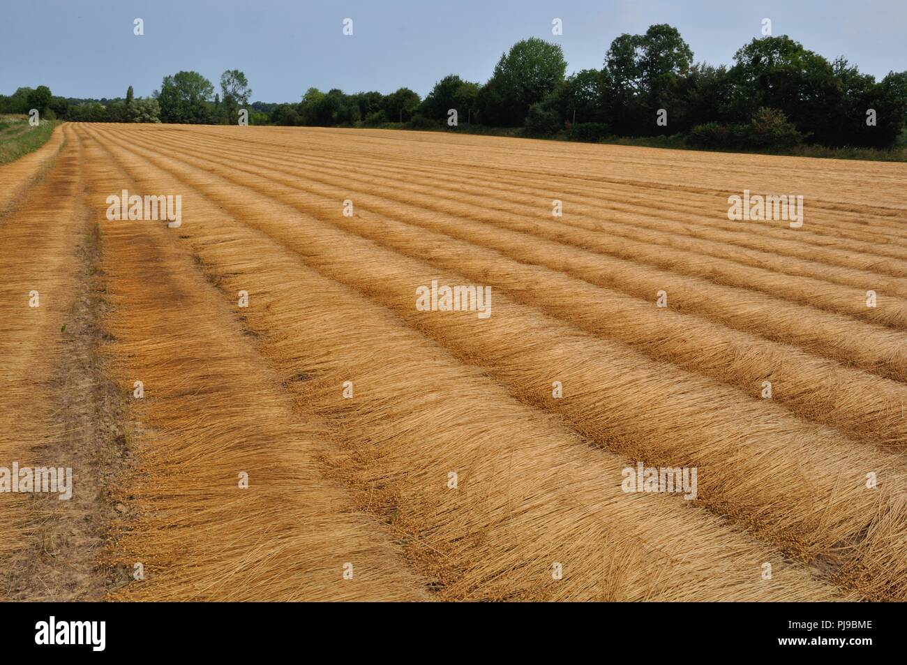 France, linen field in Normandy Stock Photo - Alamy