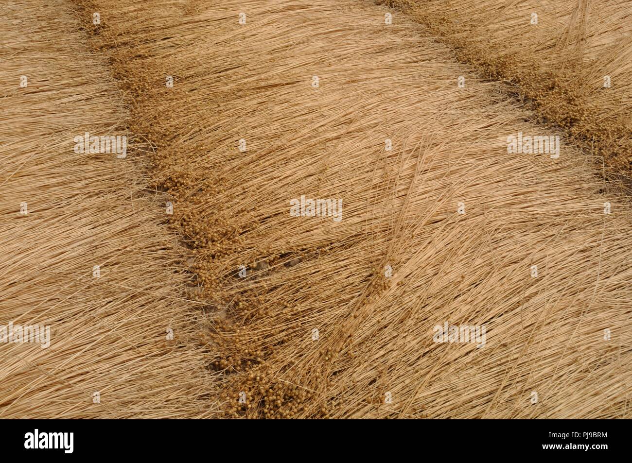 France, linen field in Normandy Stock Photo - Alamy