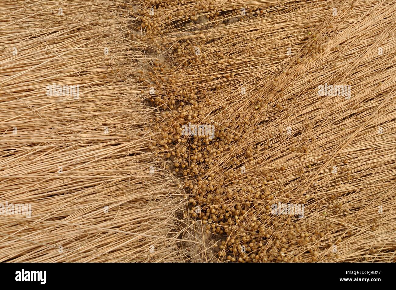 France, linen field in Normandy Stock Photo - Alamy