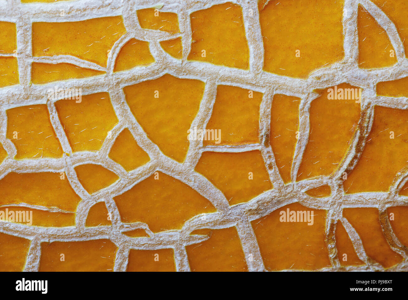 Melon texture hi-res stock photography and images - Alamy