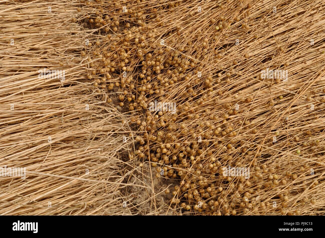France, linen field in Normandy Stock Photo - Alamy