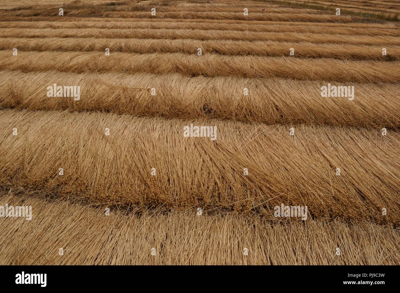 France, linen field in Normandy Stock Photo - Alamy