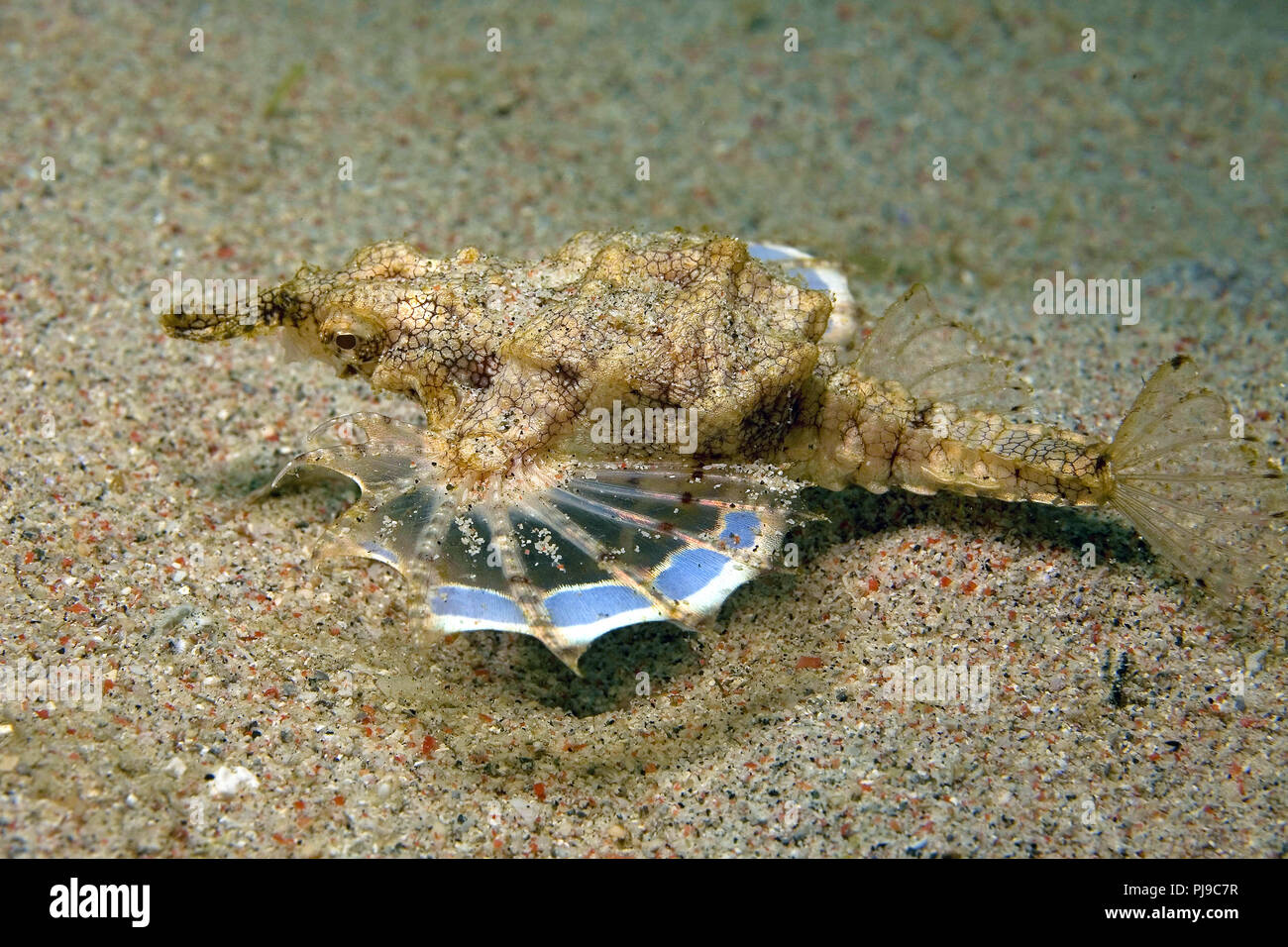 Dragonfish High Resolution Stock Photography and Images - Alamy
