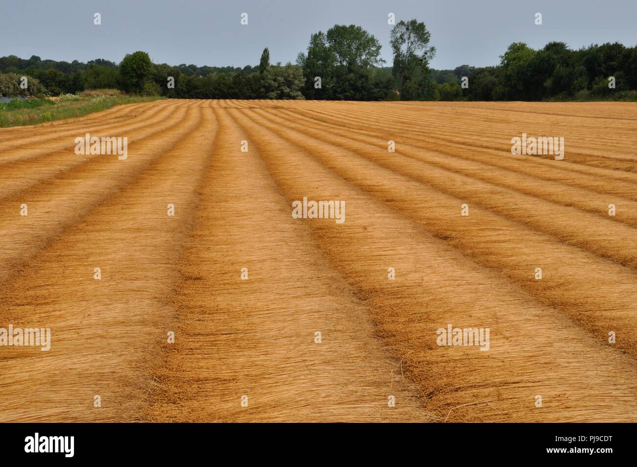 France, linen field in Normandy Stock Photo - Alamy