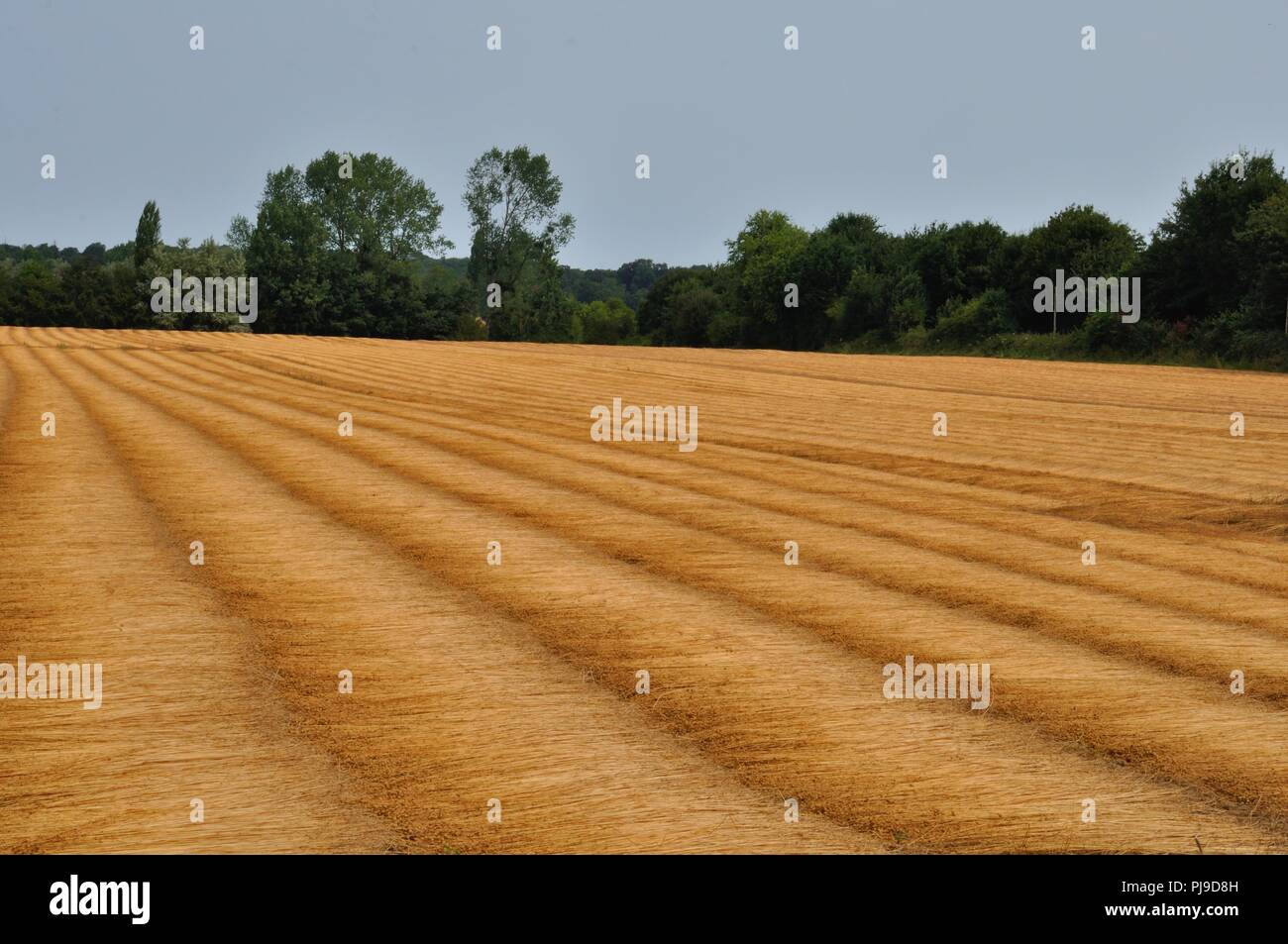 France, linen field in Normandy Stock Photo - Alamy