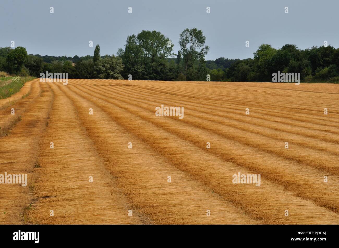 France, linen field in Normandy Stock Photo - Alamy