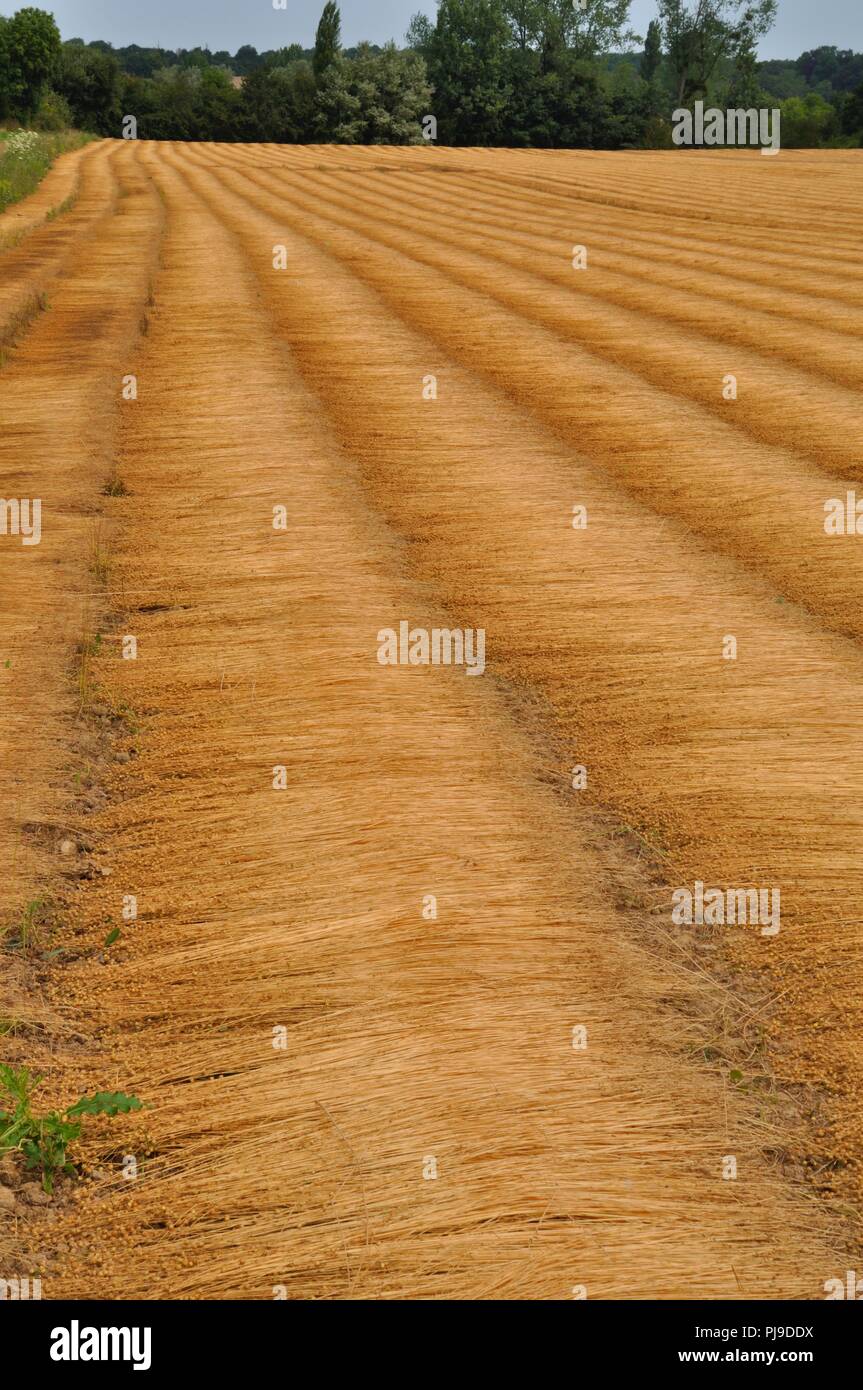 France, linen field in Normandy Stock Photo - Alamy