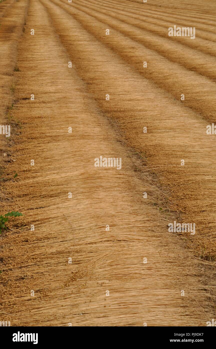 France, linen field in Normandy Stock Photo - Alamy