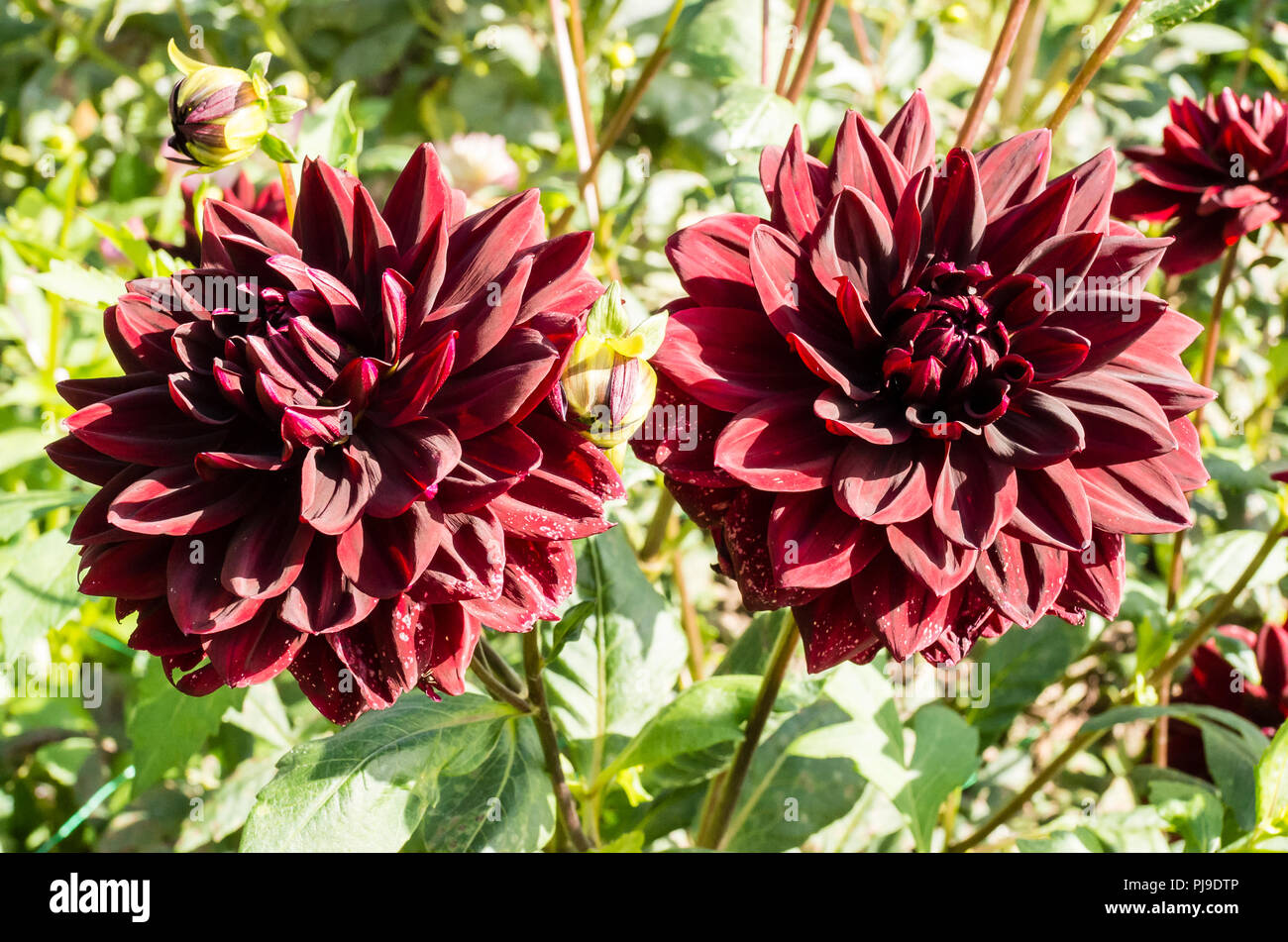 Dahlia deep red flower hi-res stock photography and images - Alamy