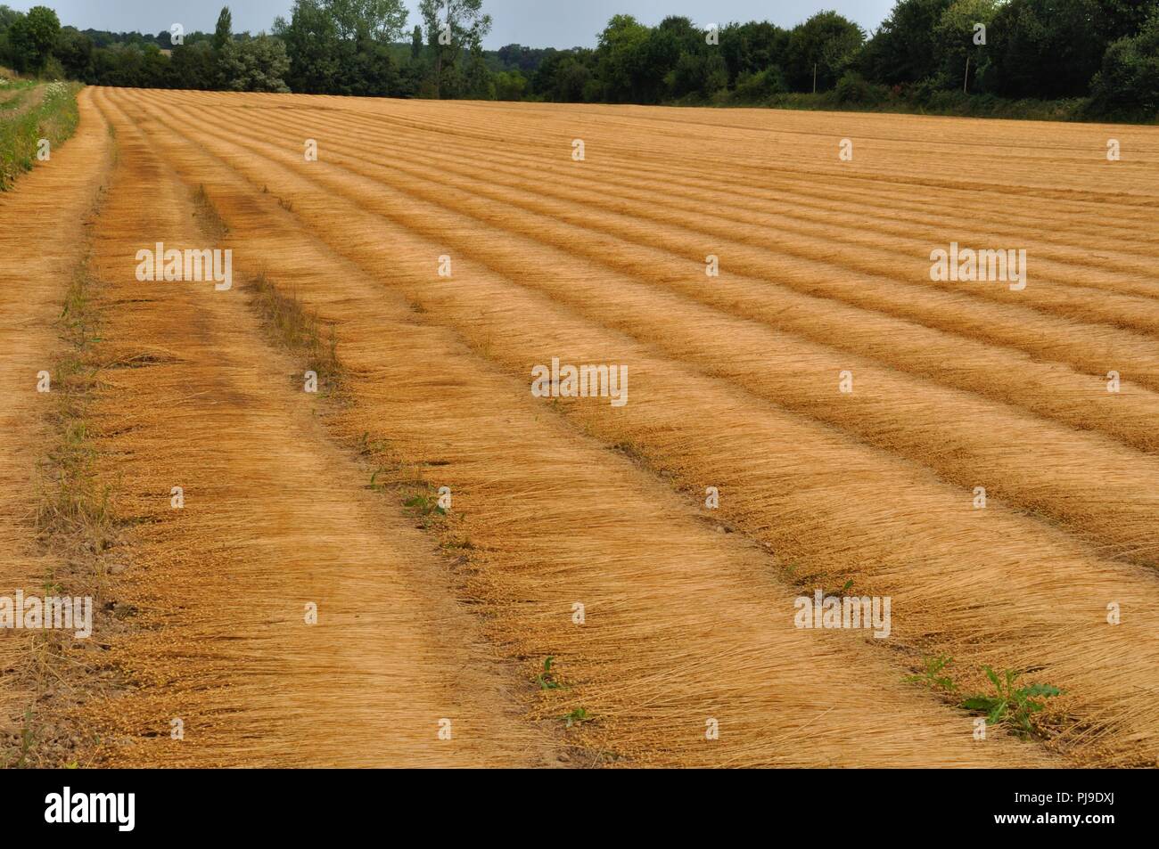 France, linen field in Normandy Stock Photo - Alamy
