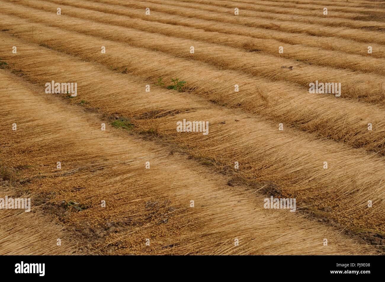 France, linen field in Normandy Stock Photo - Alamy