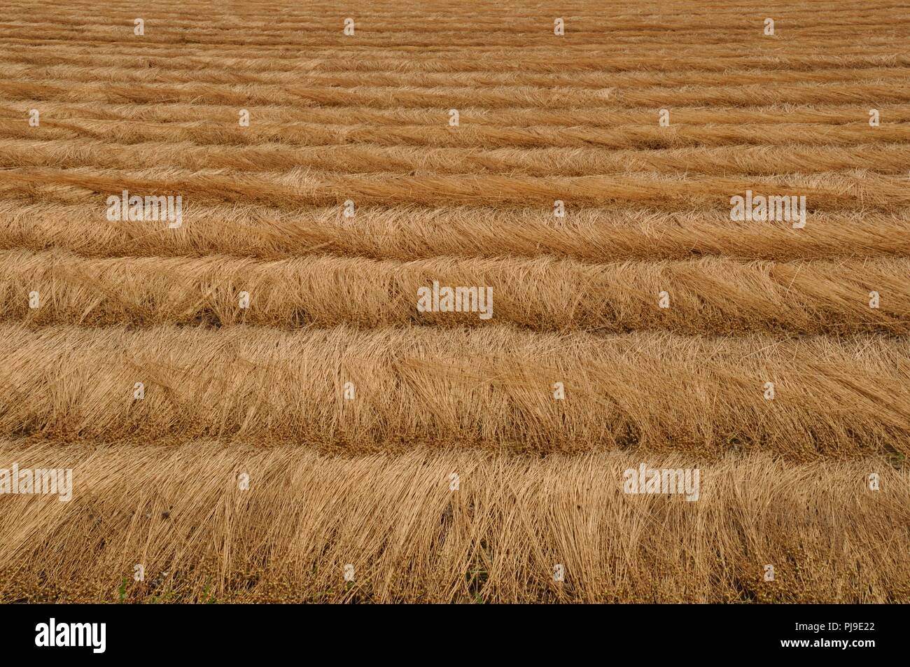 France, linen field in Normandy Stock Photo - Alamy
