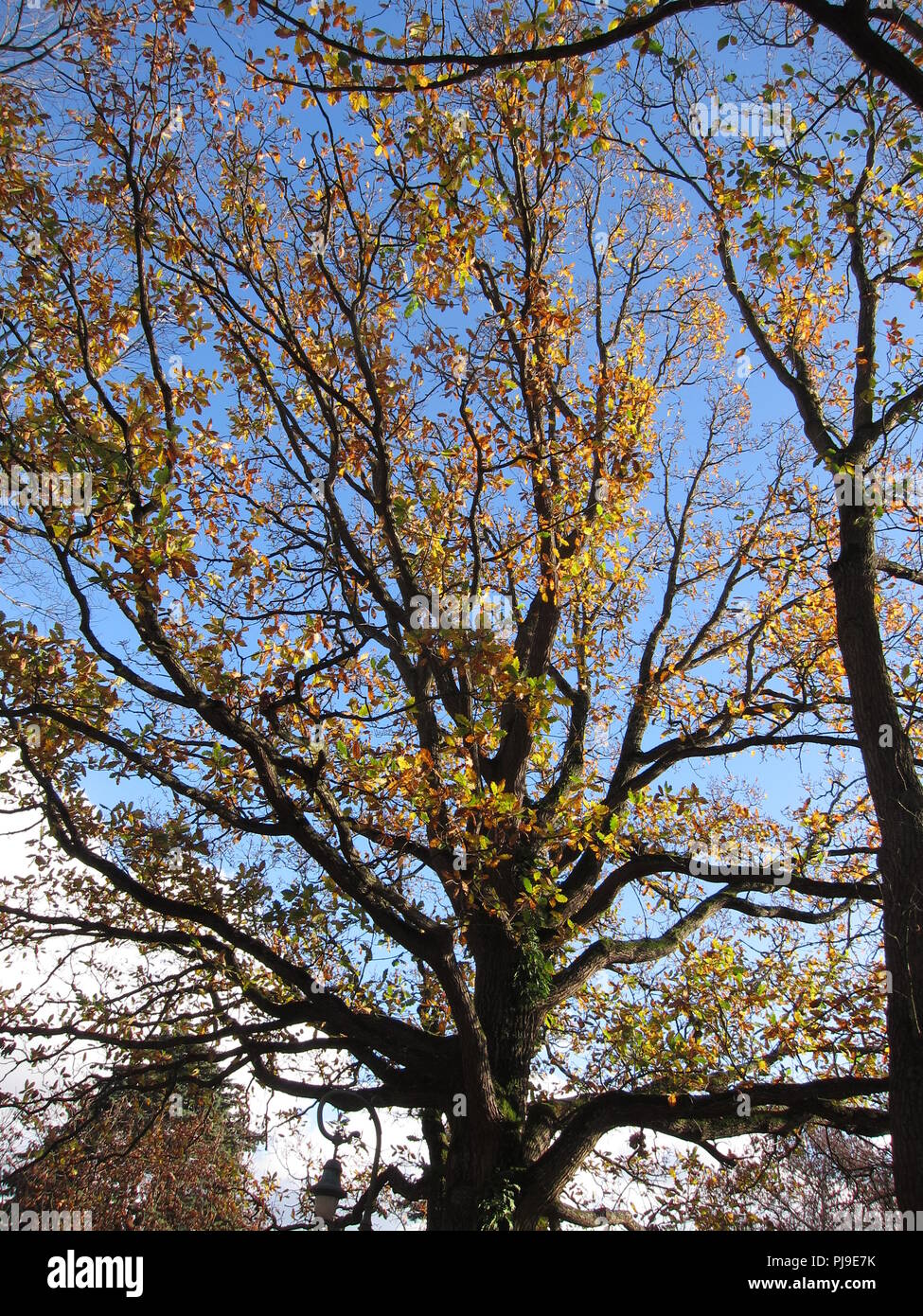 Tree in autumn colours Stock Photo - Alamy