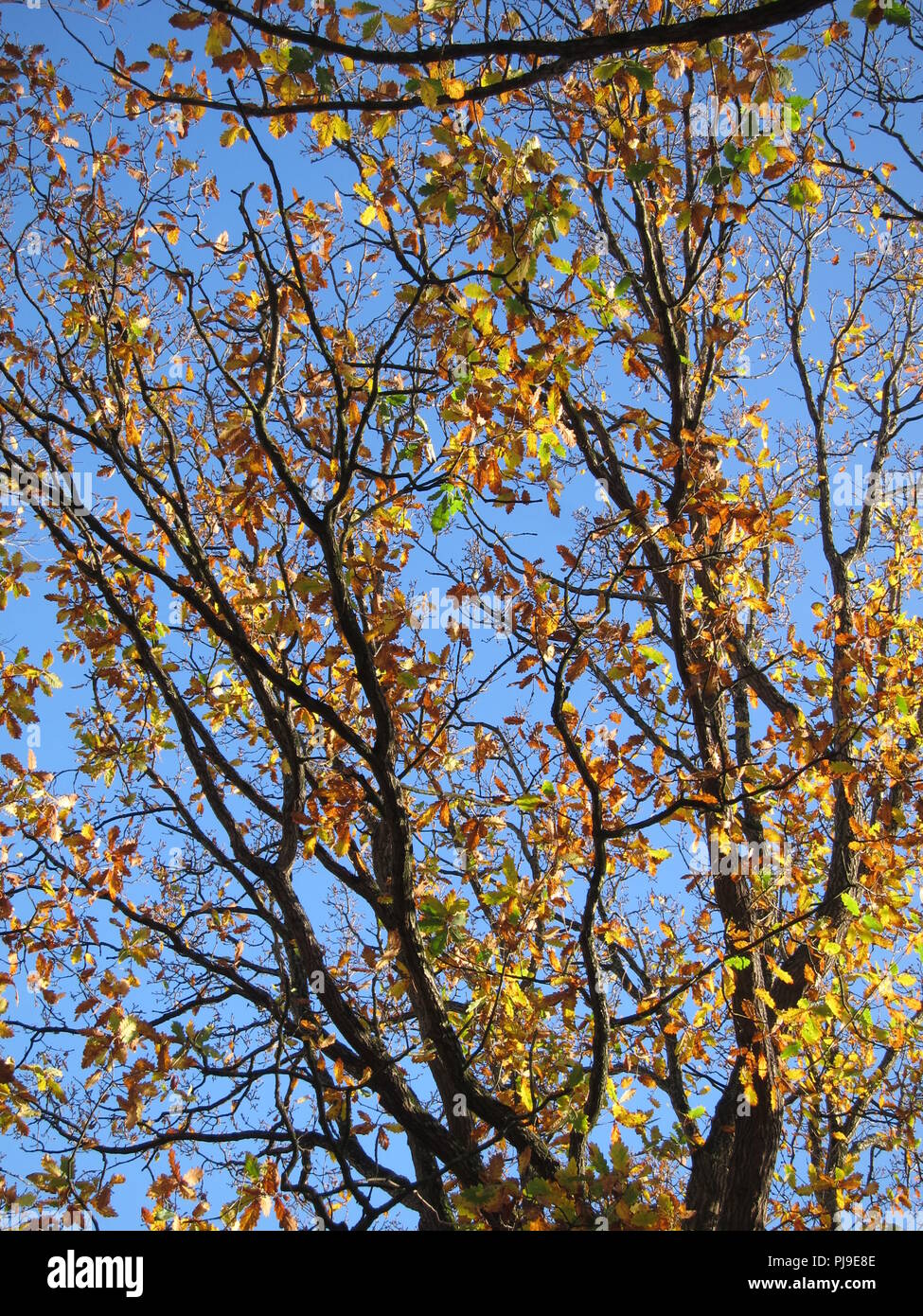 Tree in autumn colours Stock Photo - Alamy
